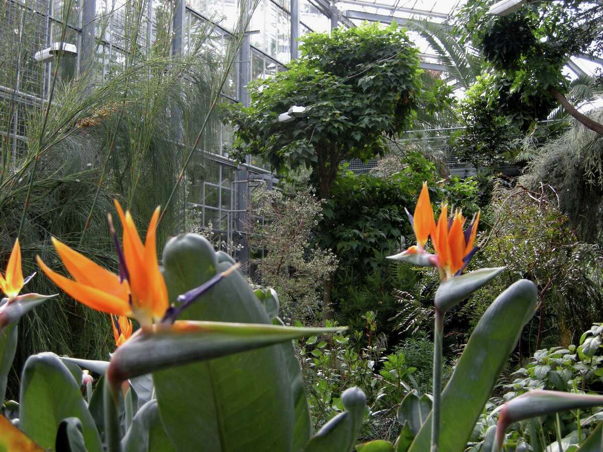 The power of flowers in Holland