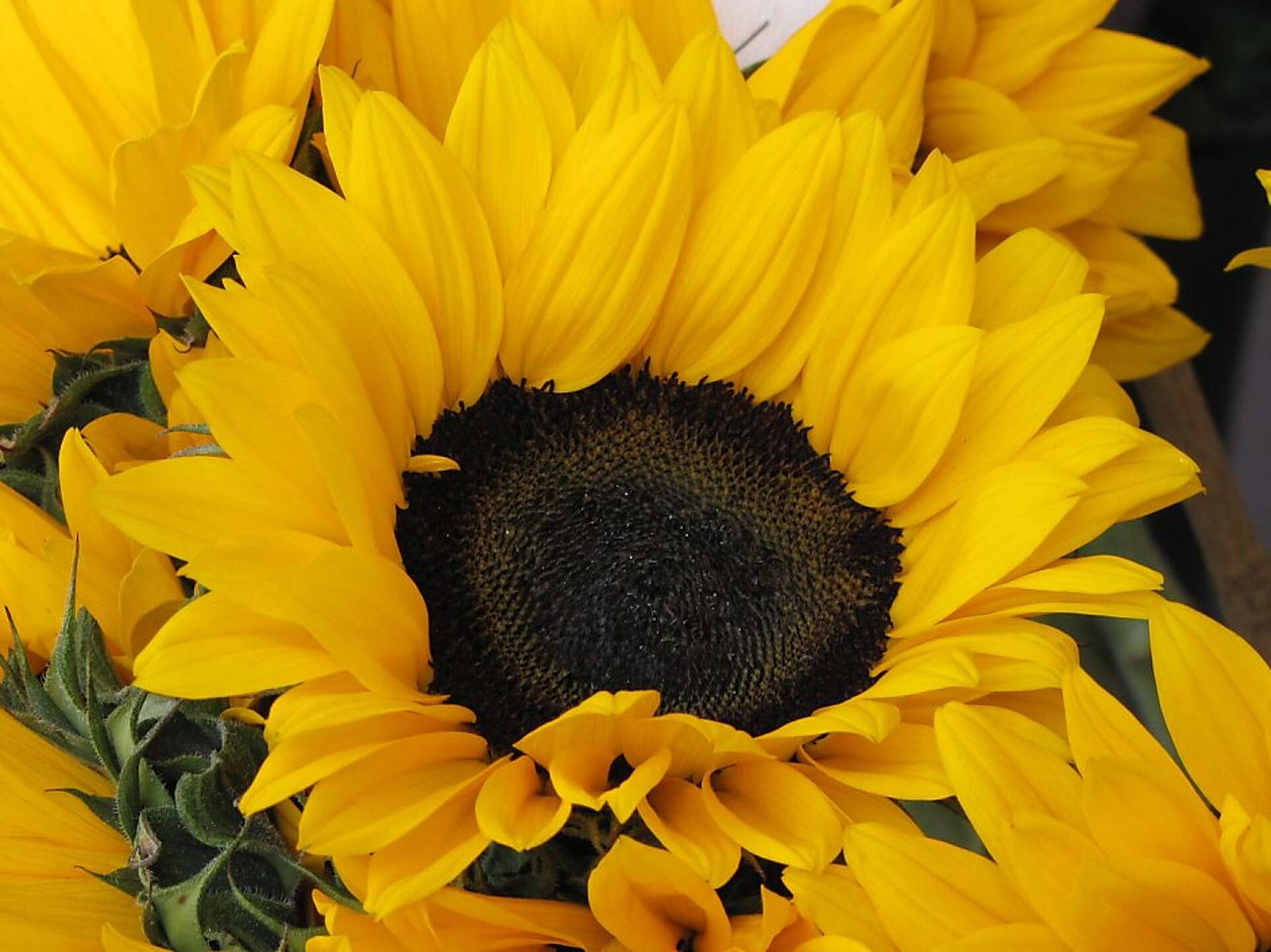 Balboa Street, Outer Richmond, S.F.