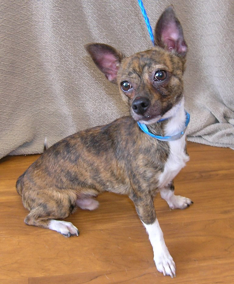 Pethouse Pet of the Week: Cooper