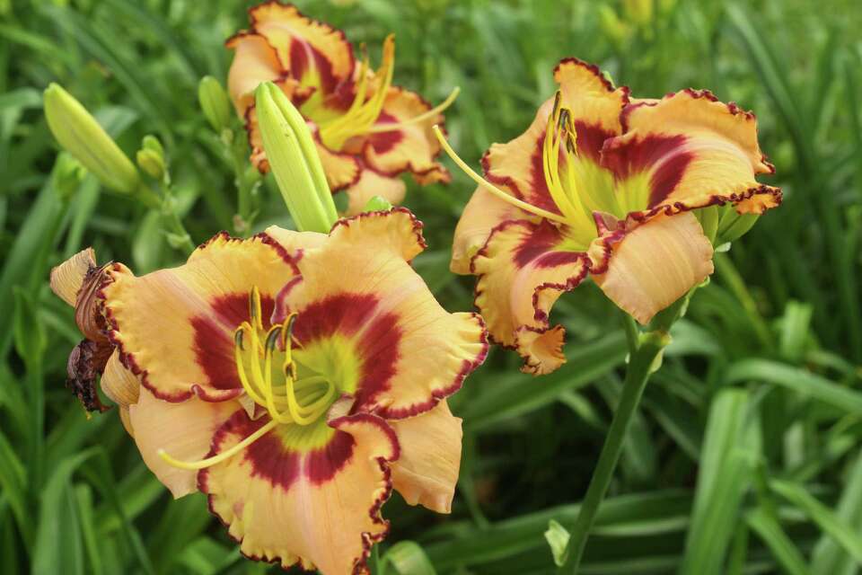 May is merry with daylilies