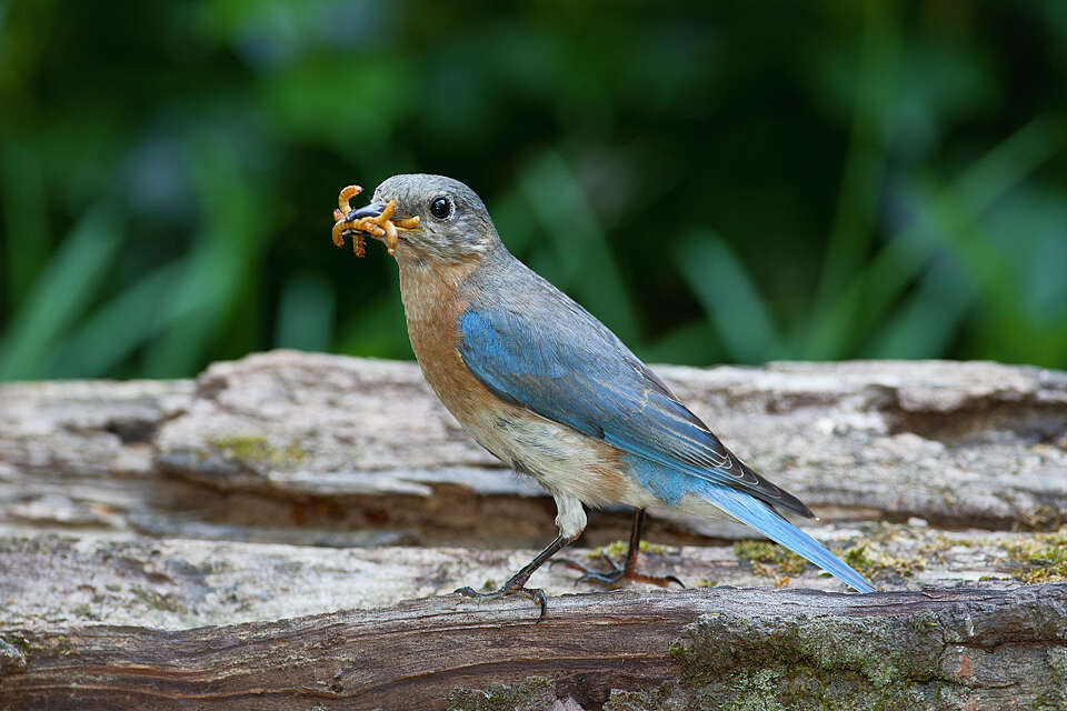 Mother birds work hard to raise their young