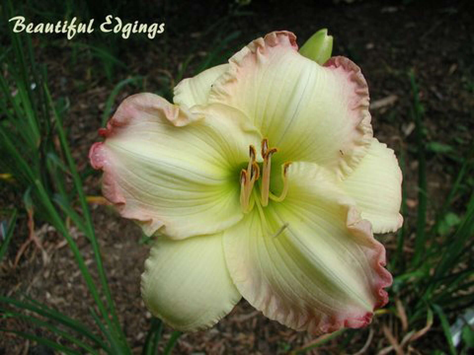 Top 10 daylilies