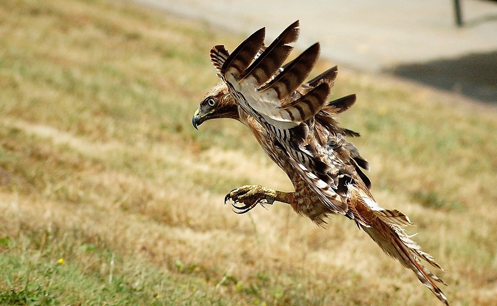 Silent spring for Bay Area's raptors?