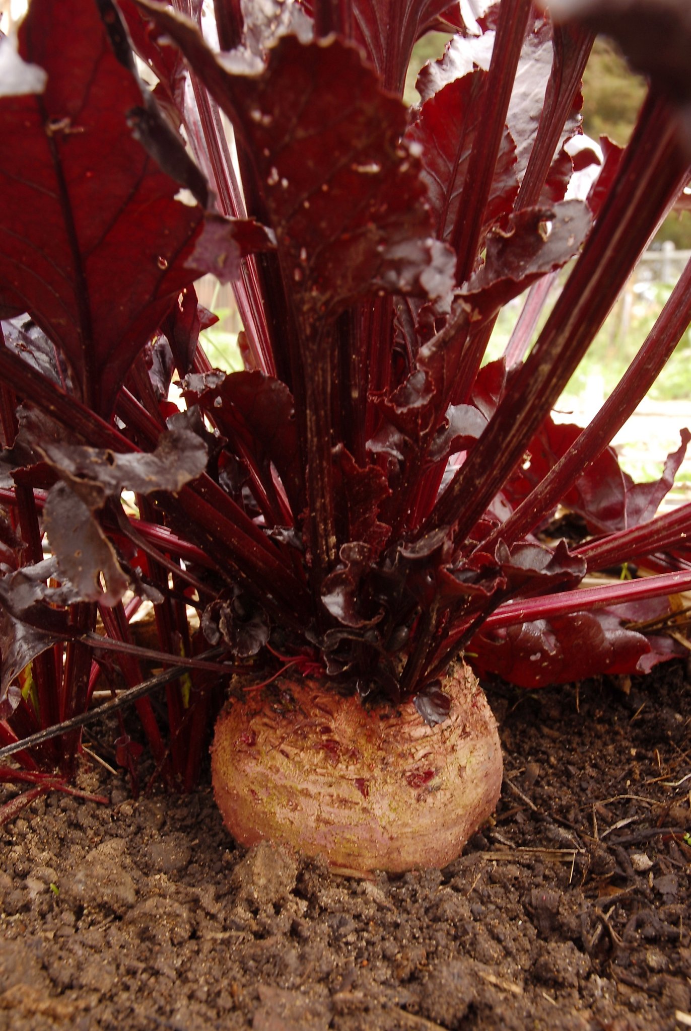 How to grow beets that take the (chocolate) cake