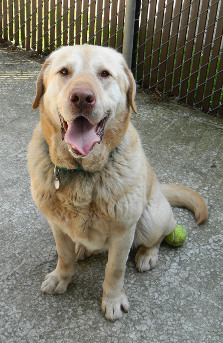 Cute pets up for adoption at PAWS