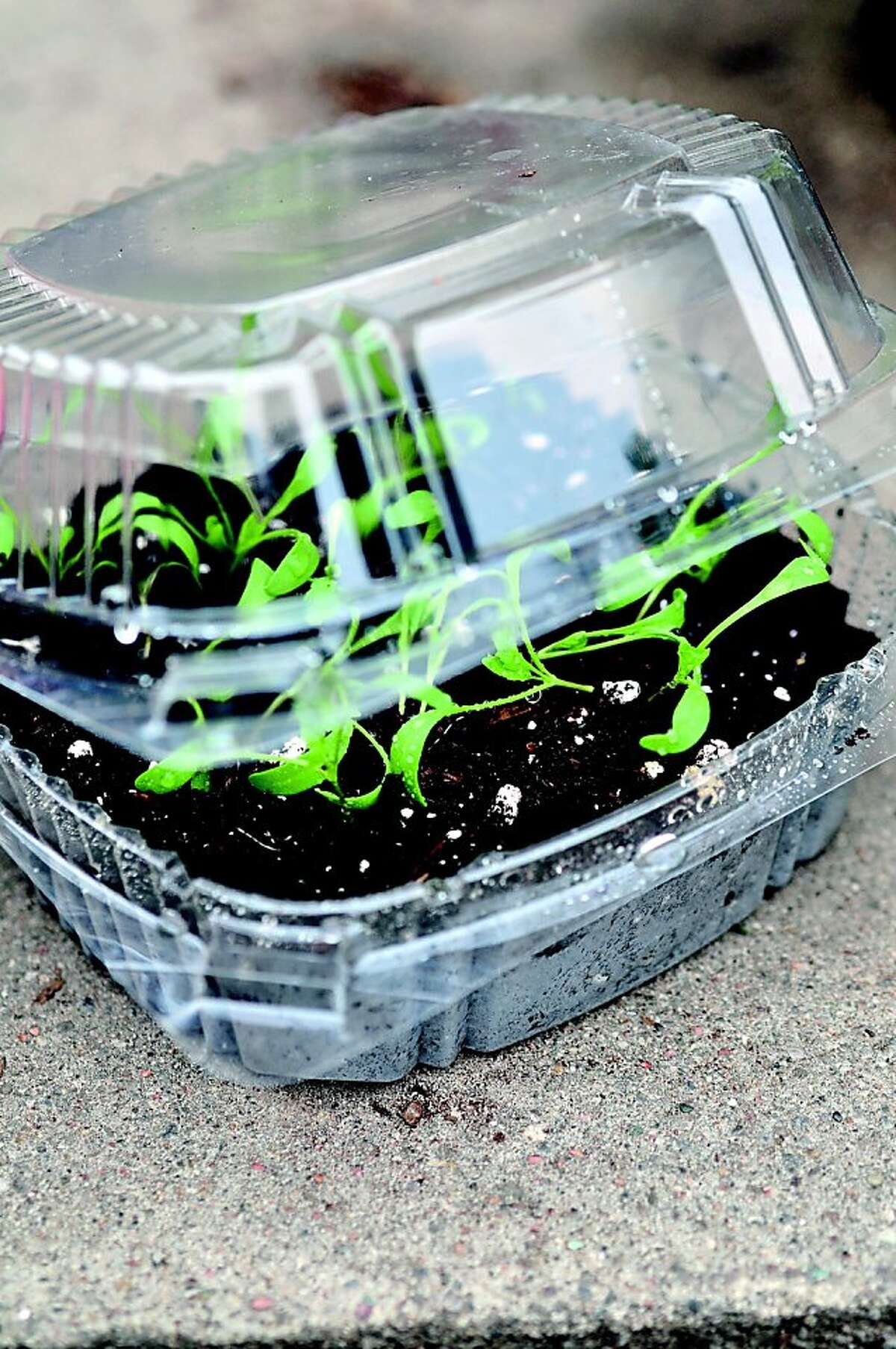 Author Gayla Trail adds insight on 'Easy Growing'