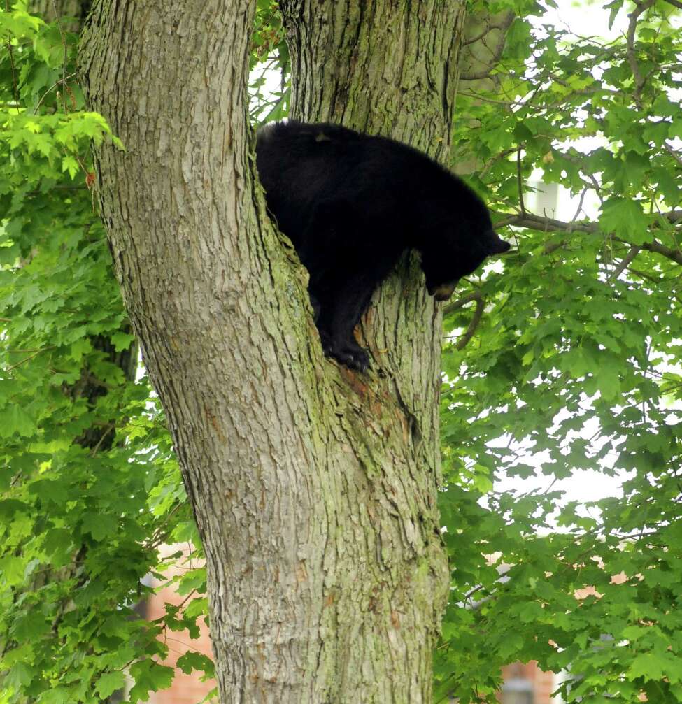 Again, a bear up there
