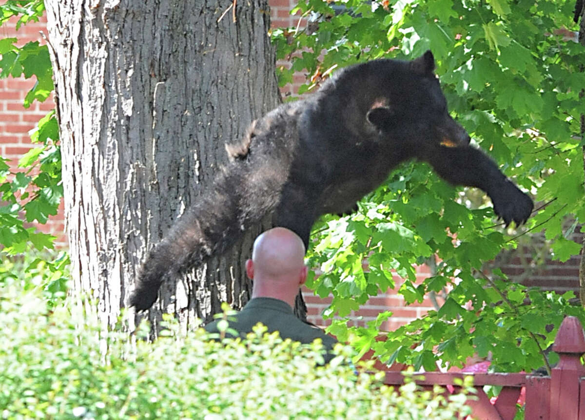 Again, a bear up there