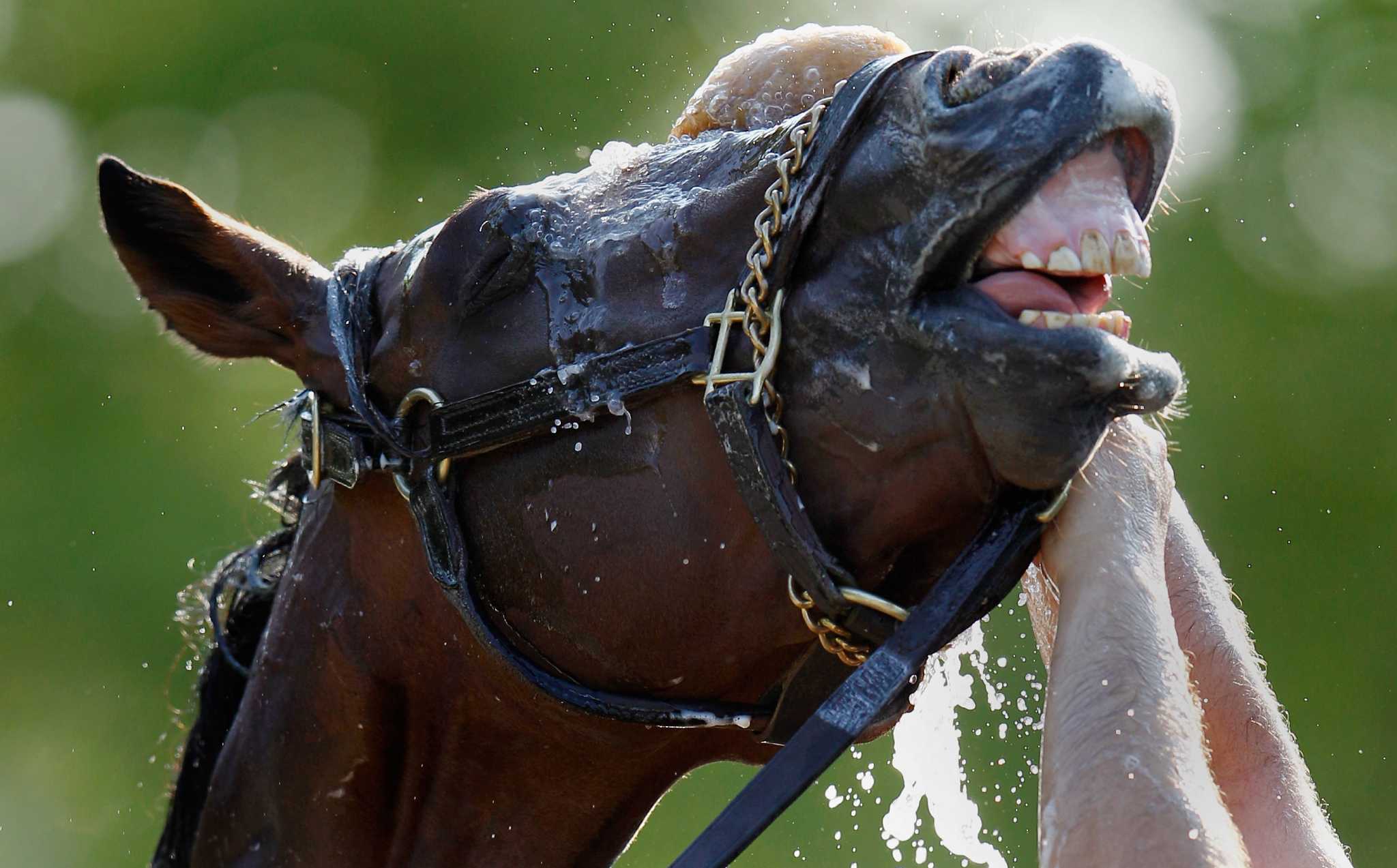 Motion confident in his colt