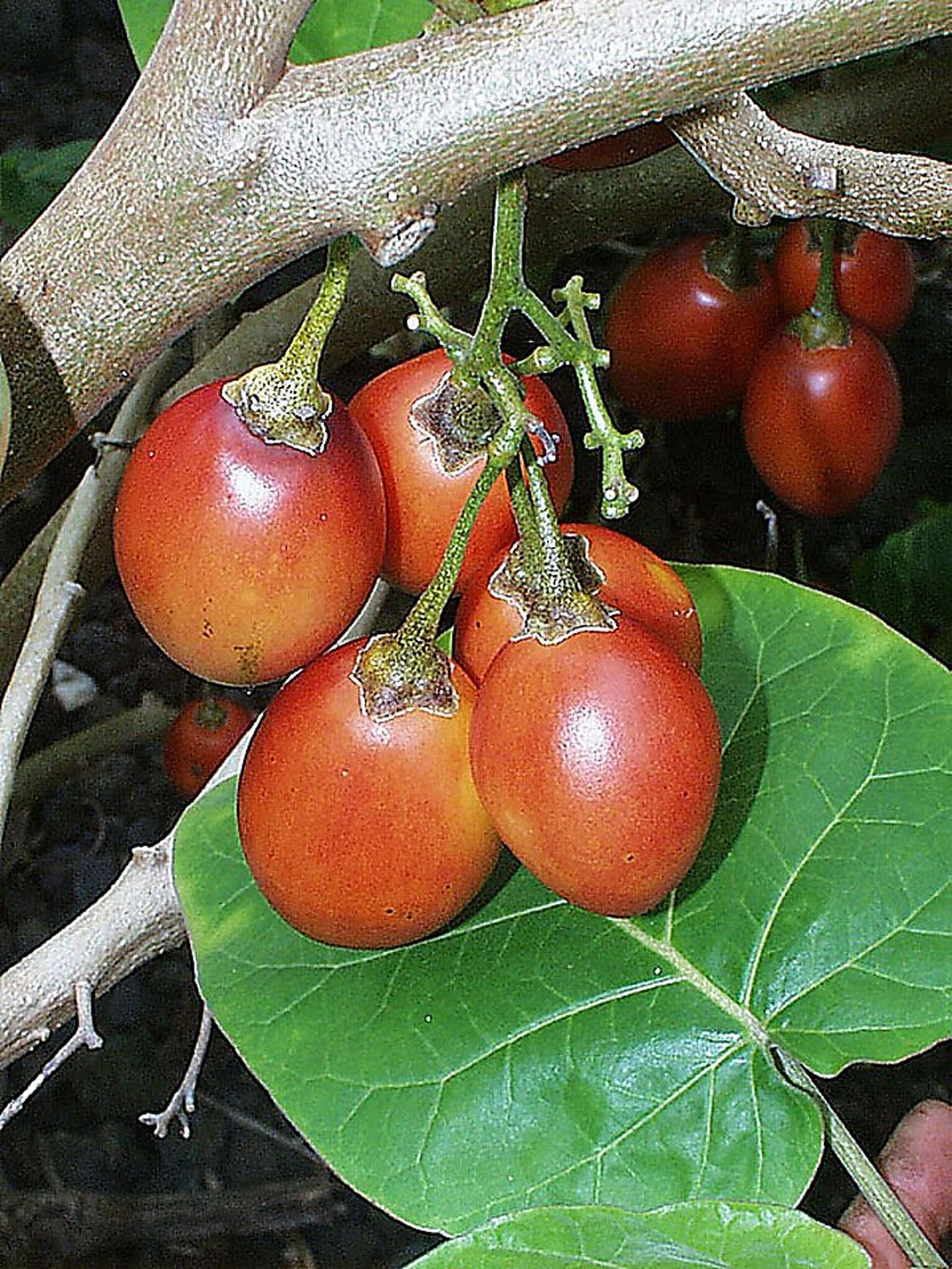 Beyond pineapple: Hawaiian farmer cultivates taste for exotic fruits