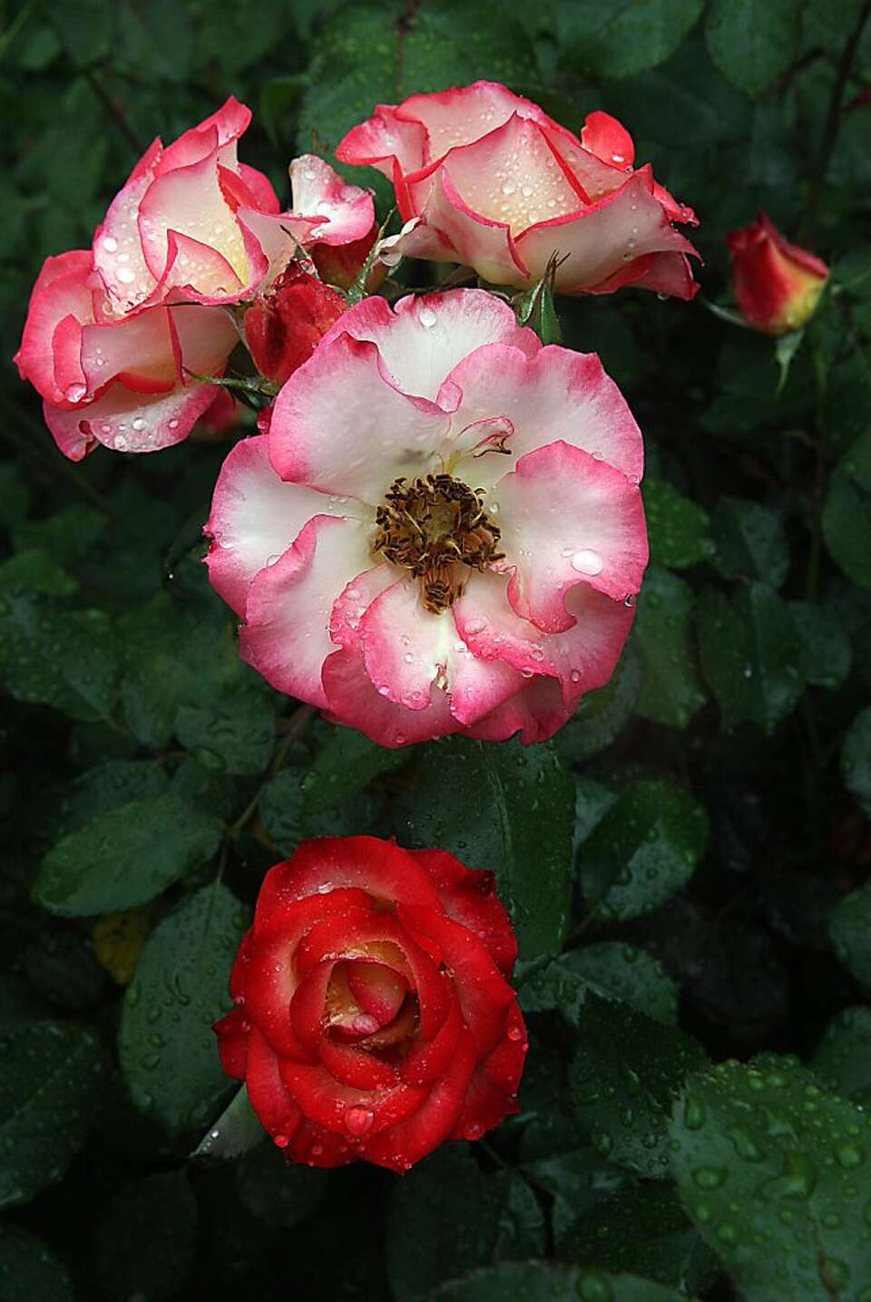 Roses starting to fade from American gardens