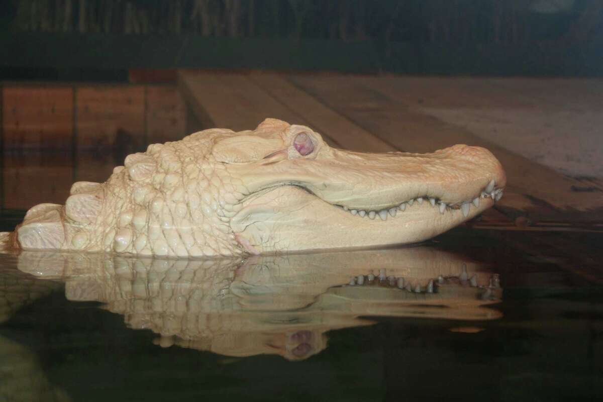 Rare alligator in Norwalk for summer stay