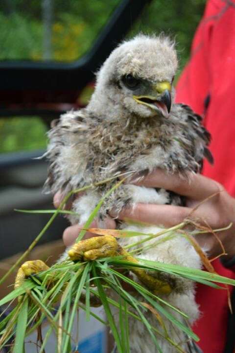 Sea-Tac airport moves hawk chicks out of harm's way