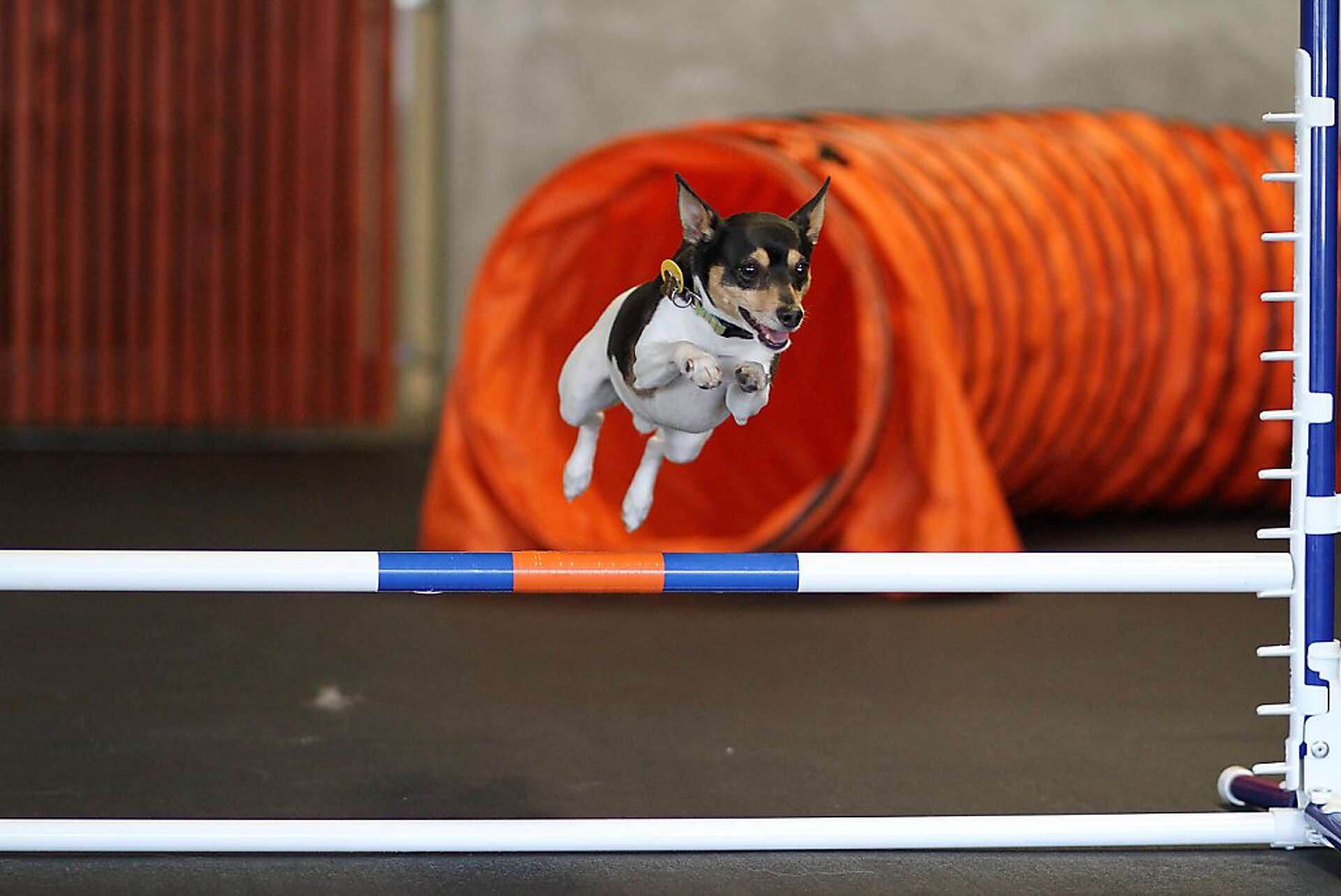 Monterey Peninsula a doggie dreamland