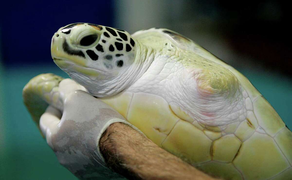 Take some 'turtle time' when visiting South Padre Island