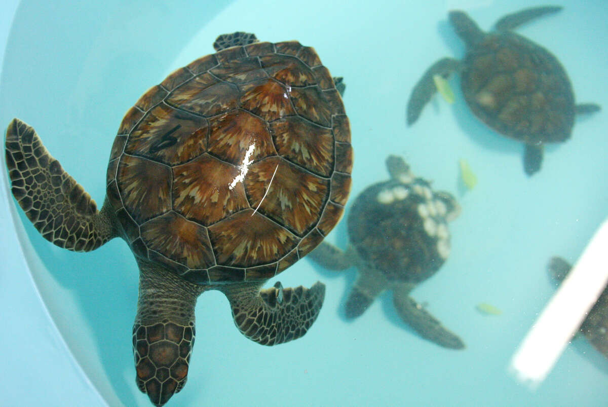 Take some 'turtle time' when visiting South Padre Island