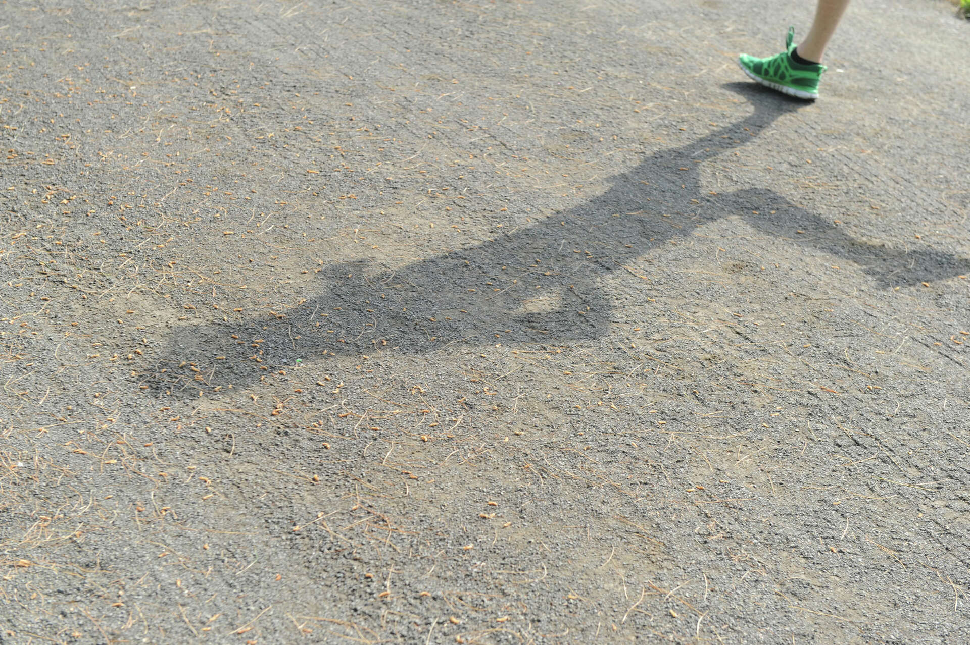 Hundreds of runners turn out for Jim Fixx race; Ariza the overall winner