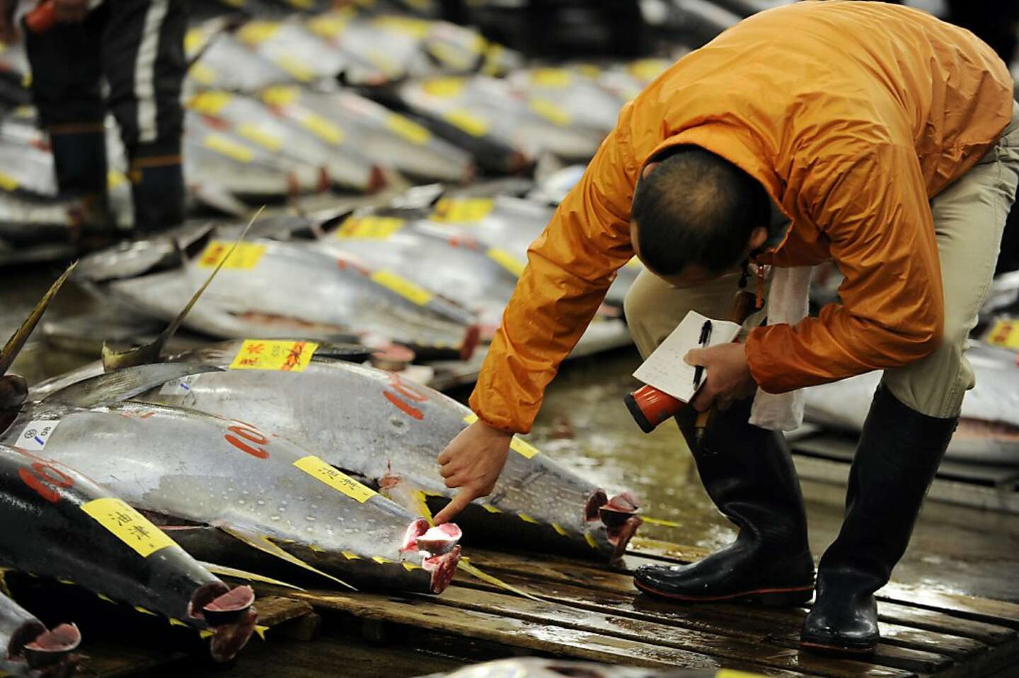 Japan's radiation found in California bluefin tuna