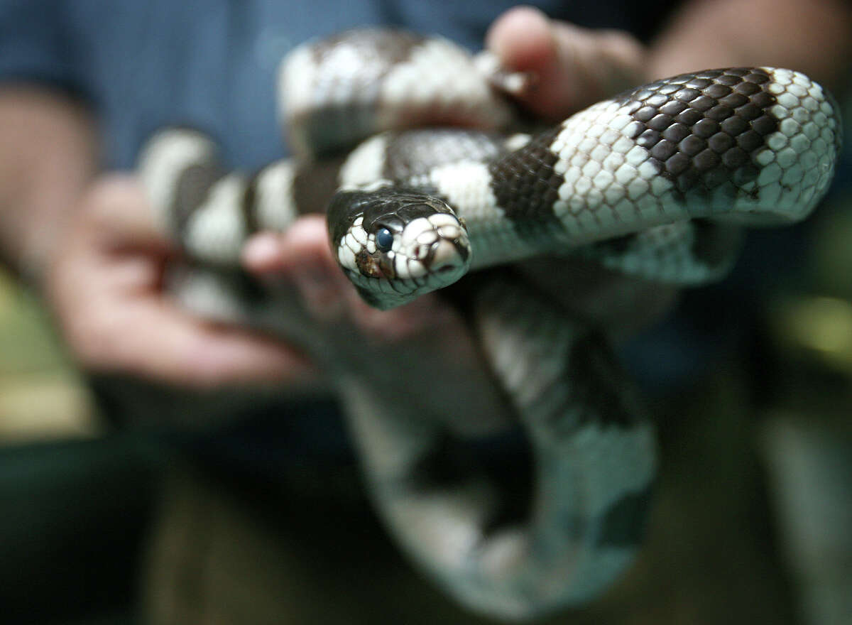 King snake slithers down Noble Avenue