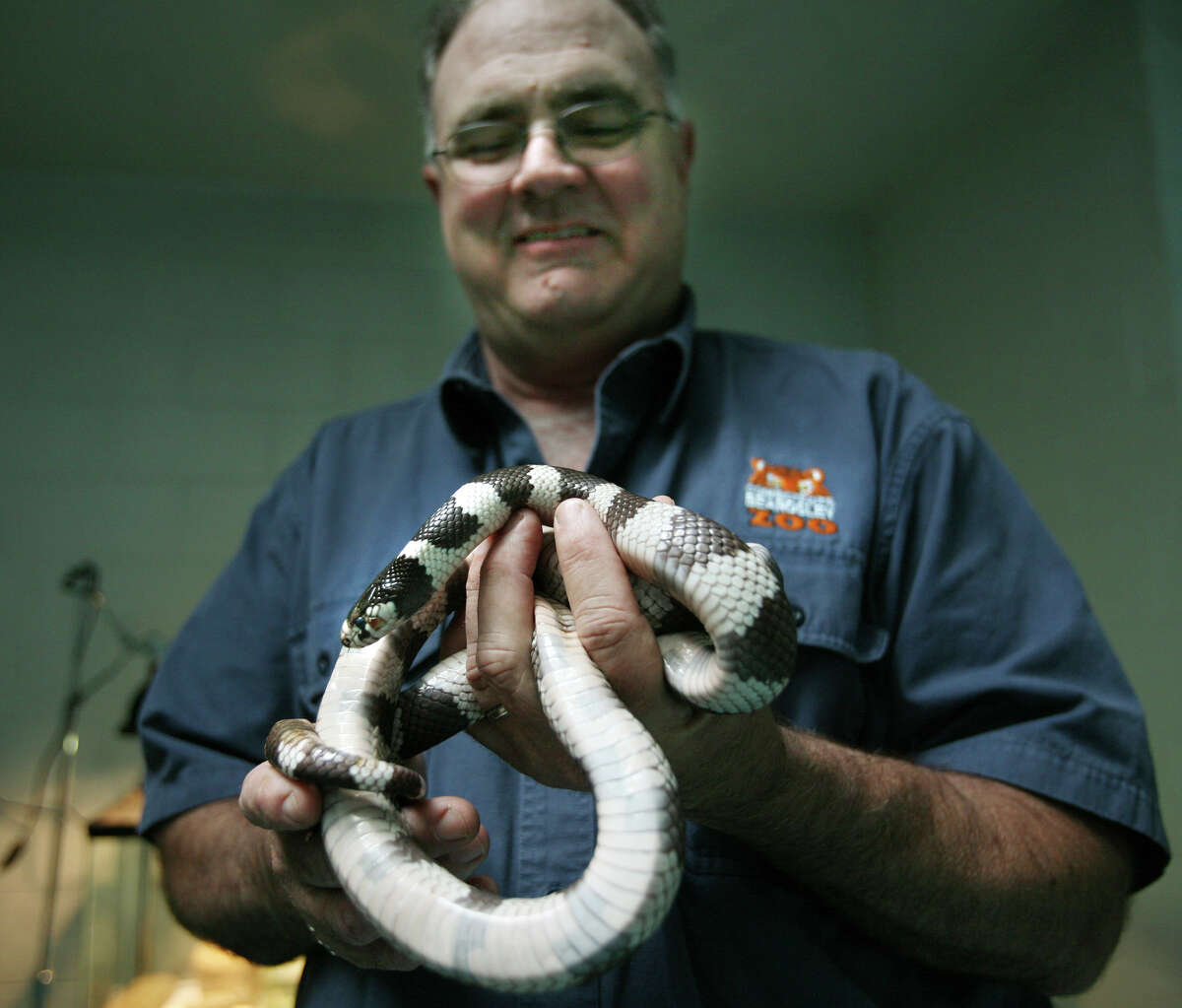 King snake slithers down Noble Avenue