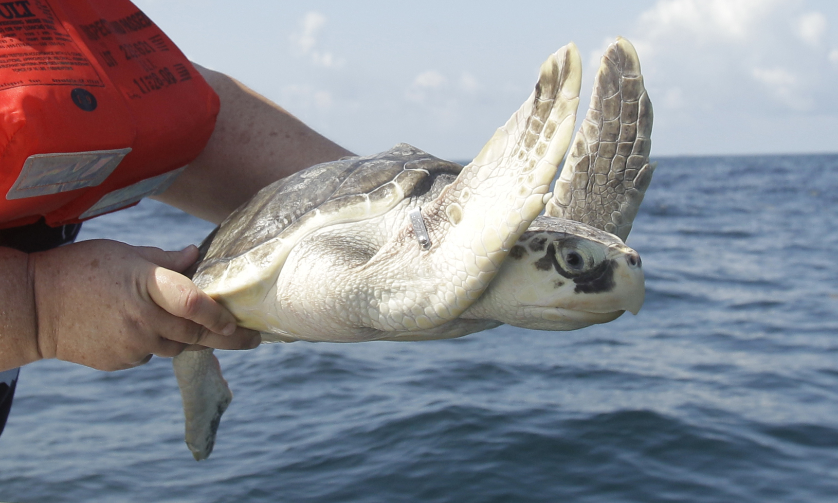 Kemp's ridley sea turtles released