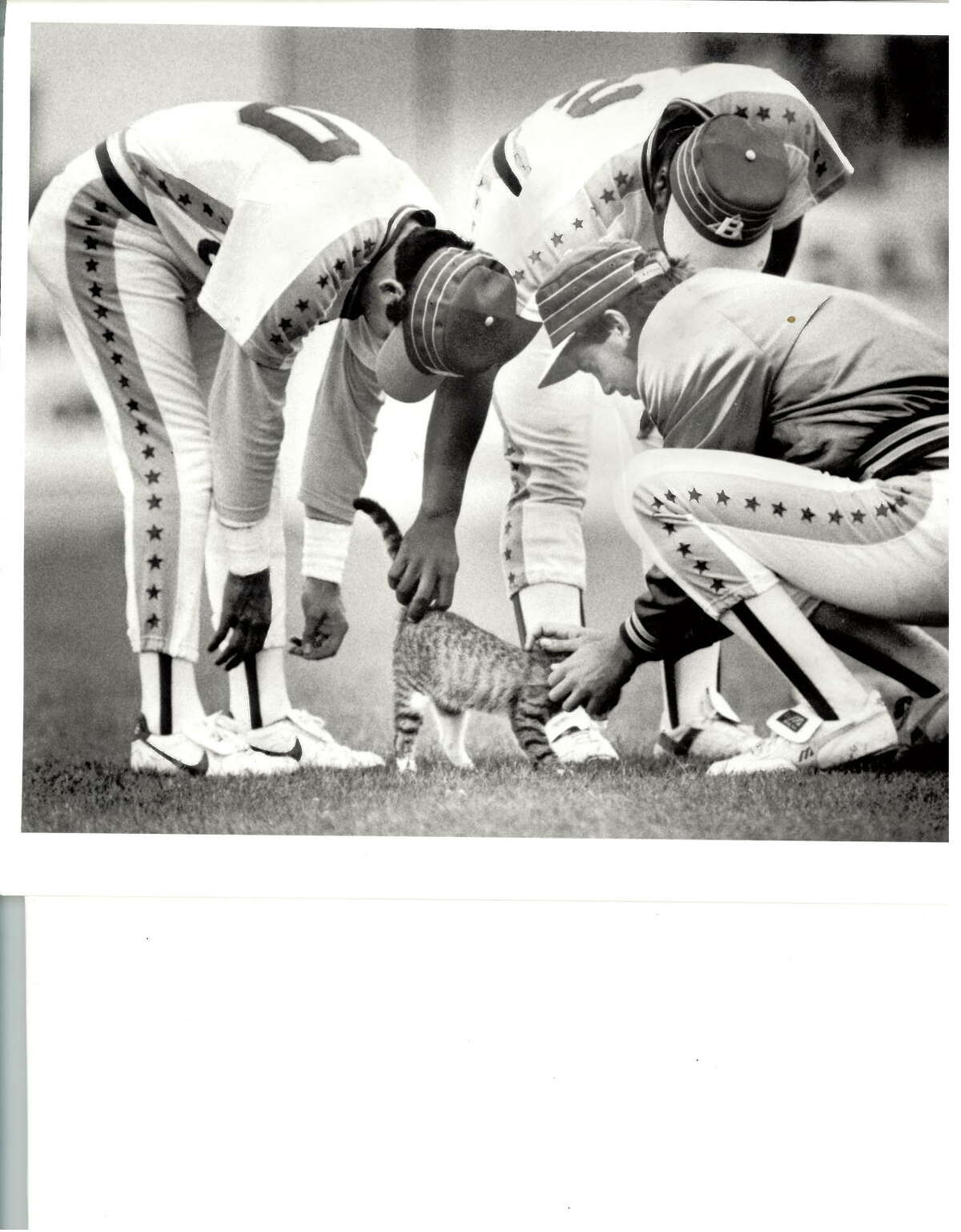 Golden Gators revisited