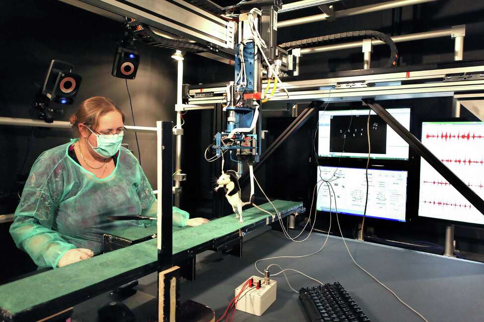 Experiment lets spine-injured rats walk, climb