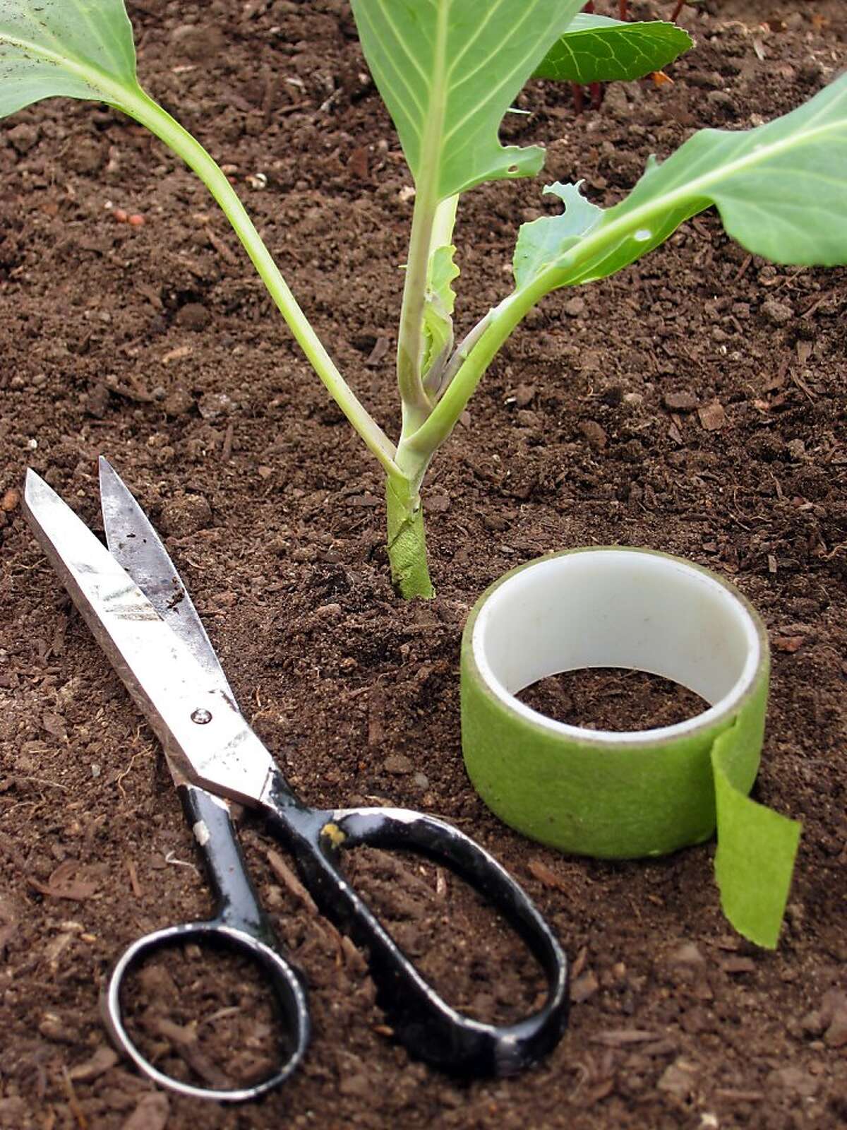 Root maggot trick - tape up stem