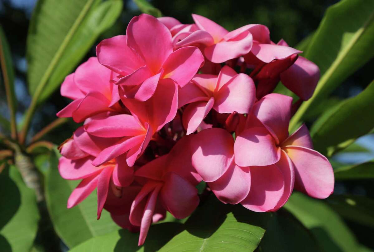 Colorful plumerias are tropical treasure