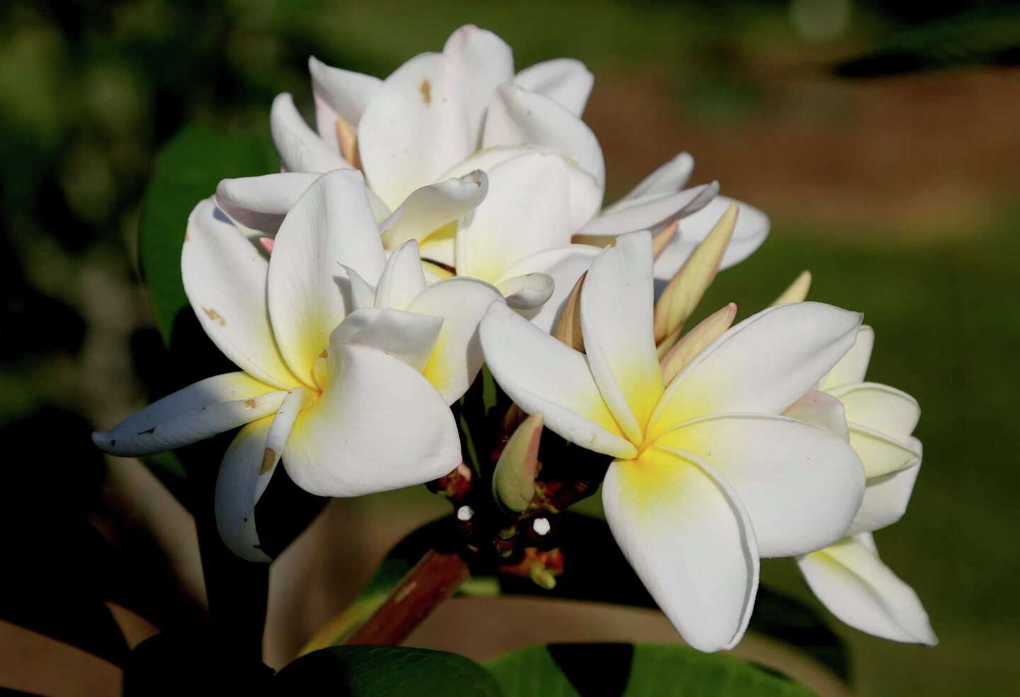 Colorful plumerias are tropical treasure