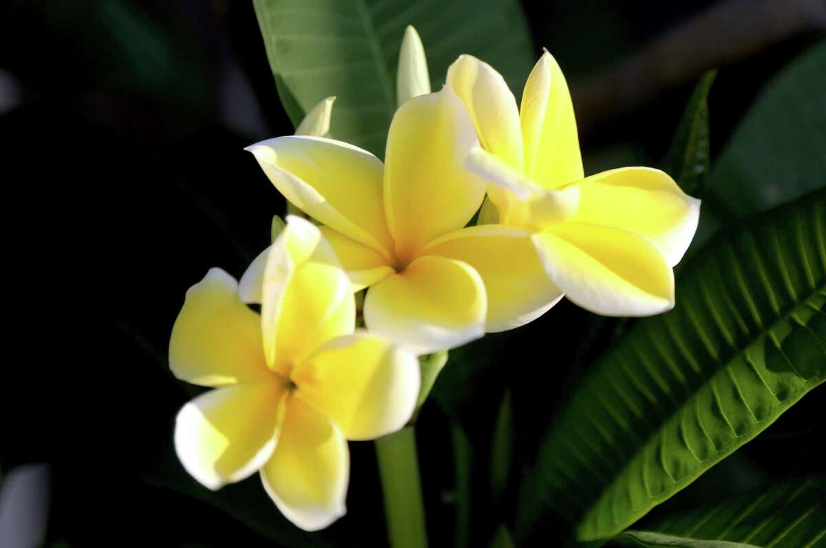 Colorful plumerias are tropical treasure
