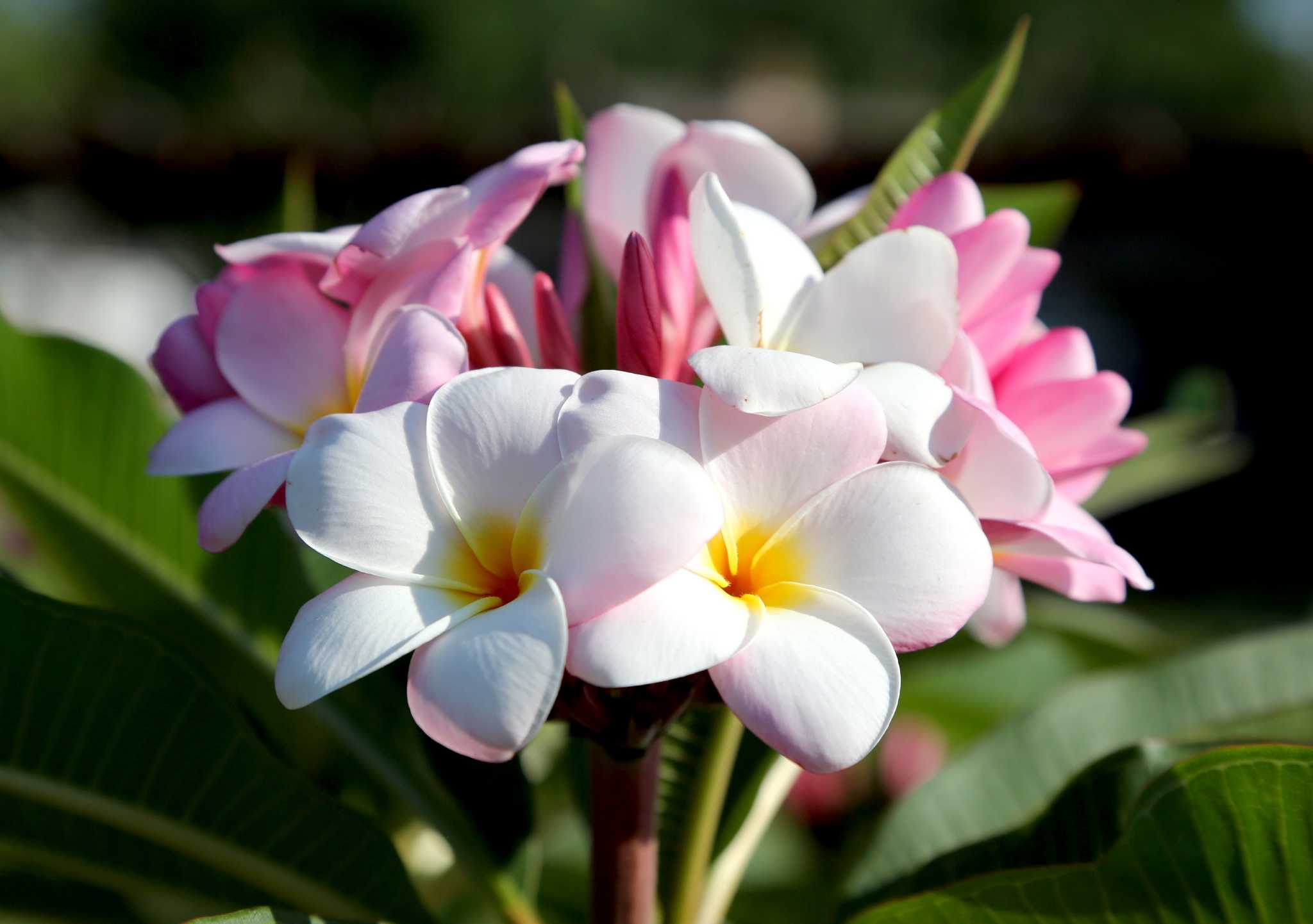 Colorful plumerias are tropical treasure