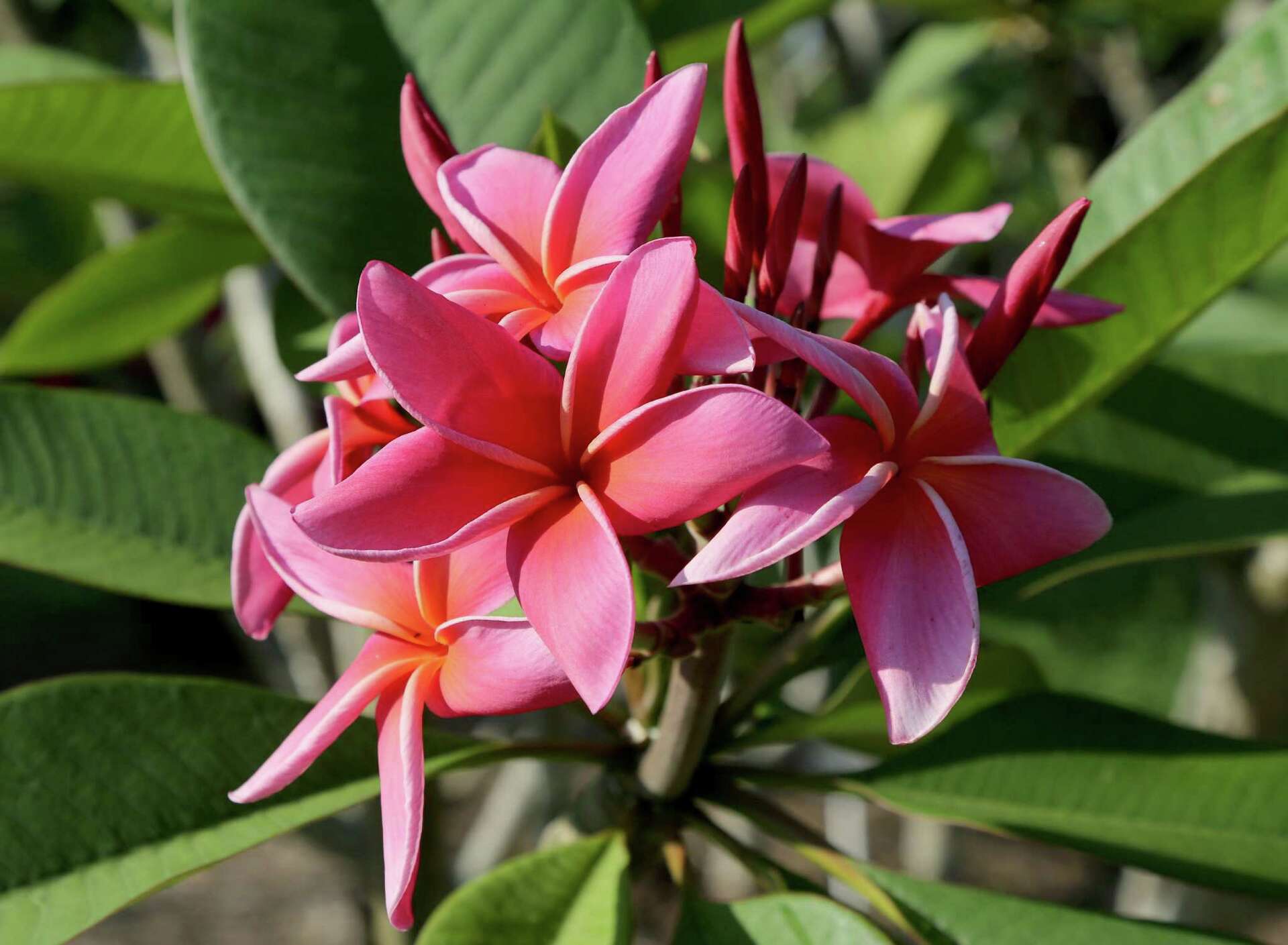 Colorful plumerias are tropical treasure