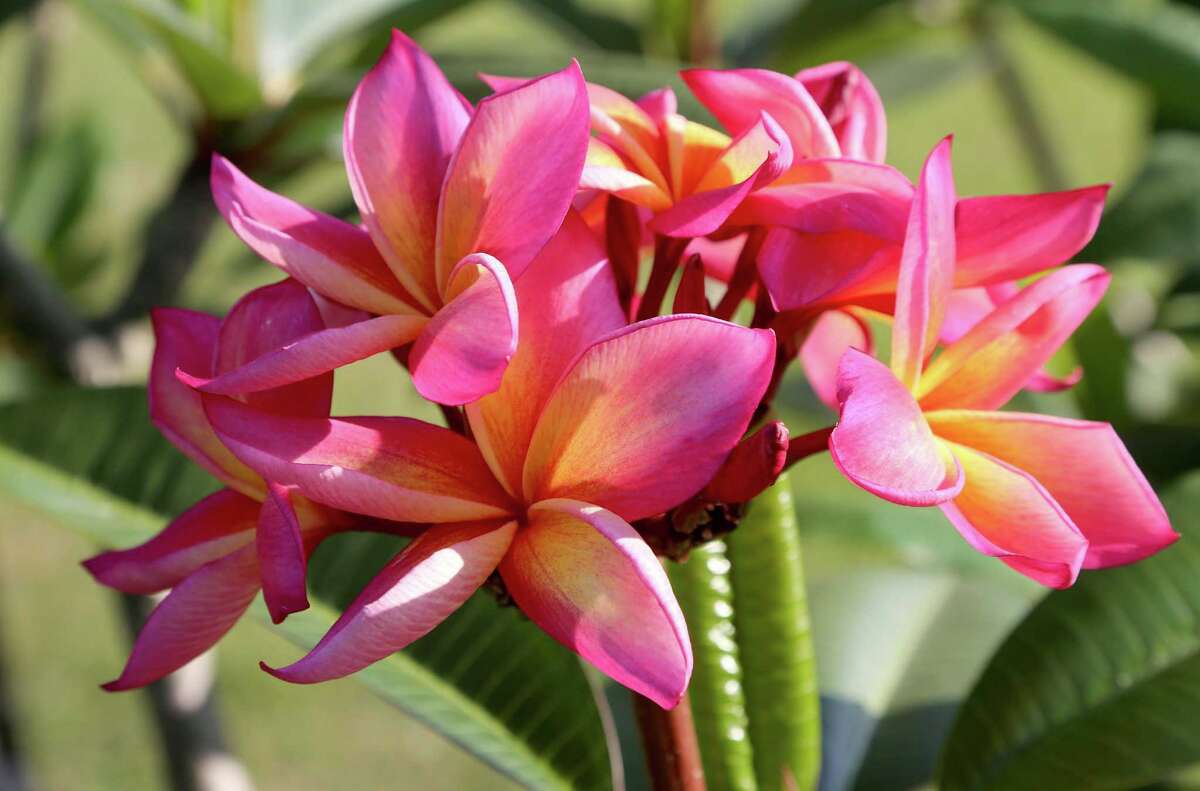 Colorful plumerias are tropical treasure