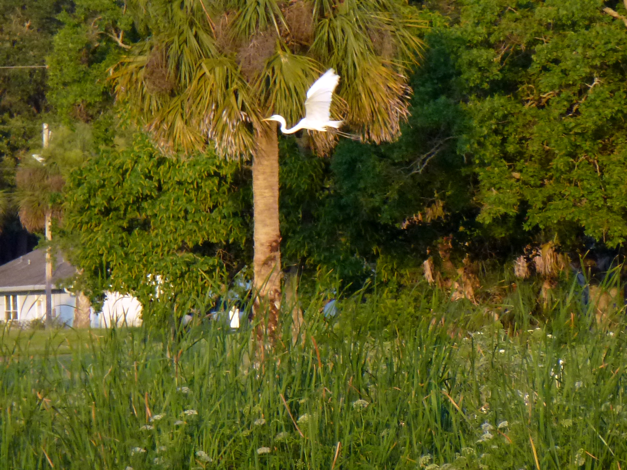 Wild things on Florida's nature trail
