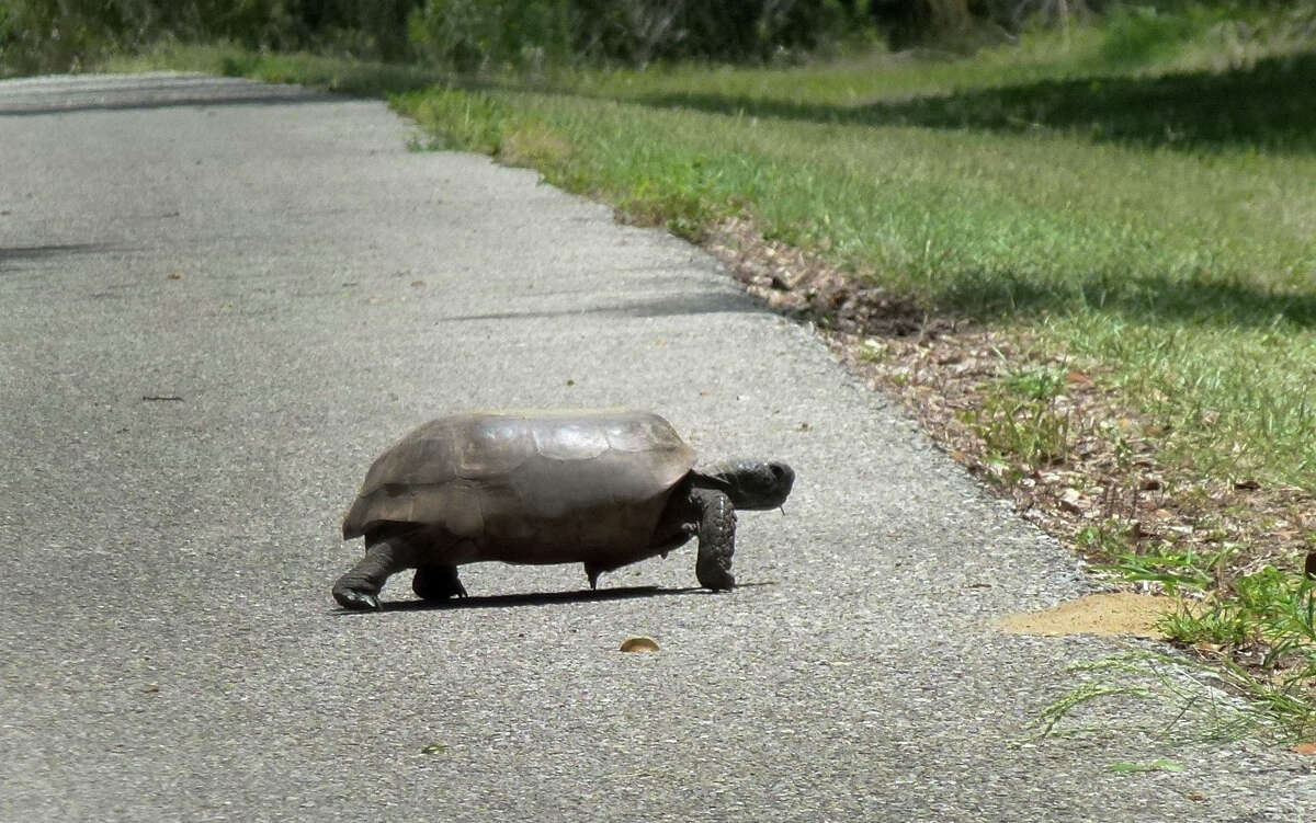 Wild things on Florida's nature trail