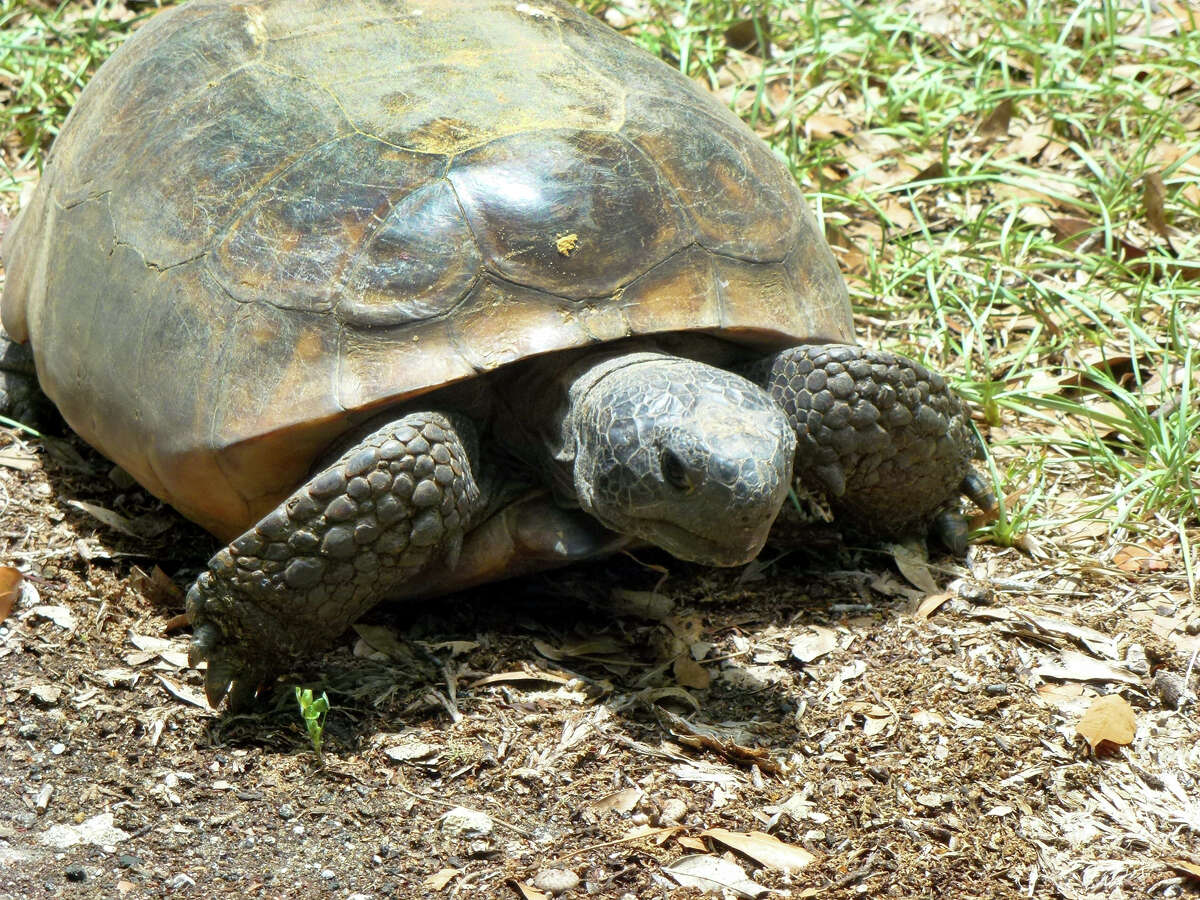 Wild things on Florida's nature trail