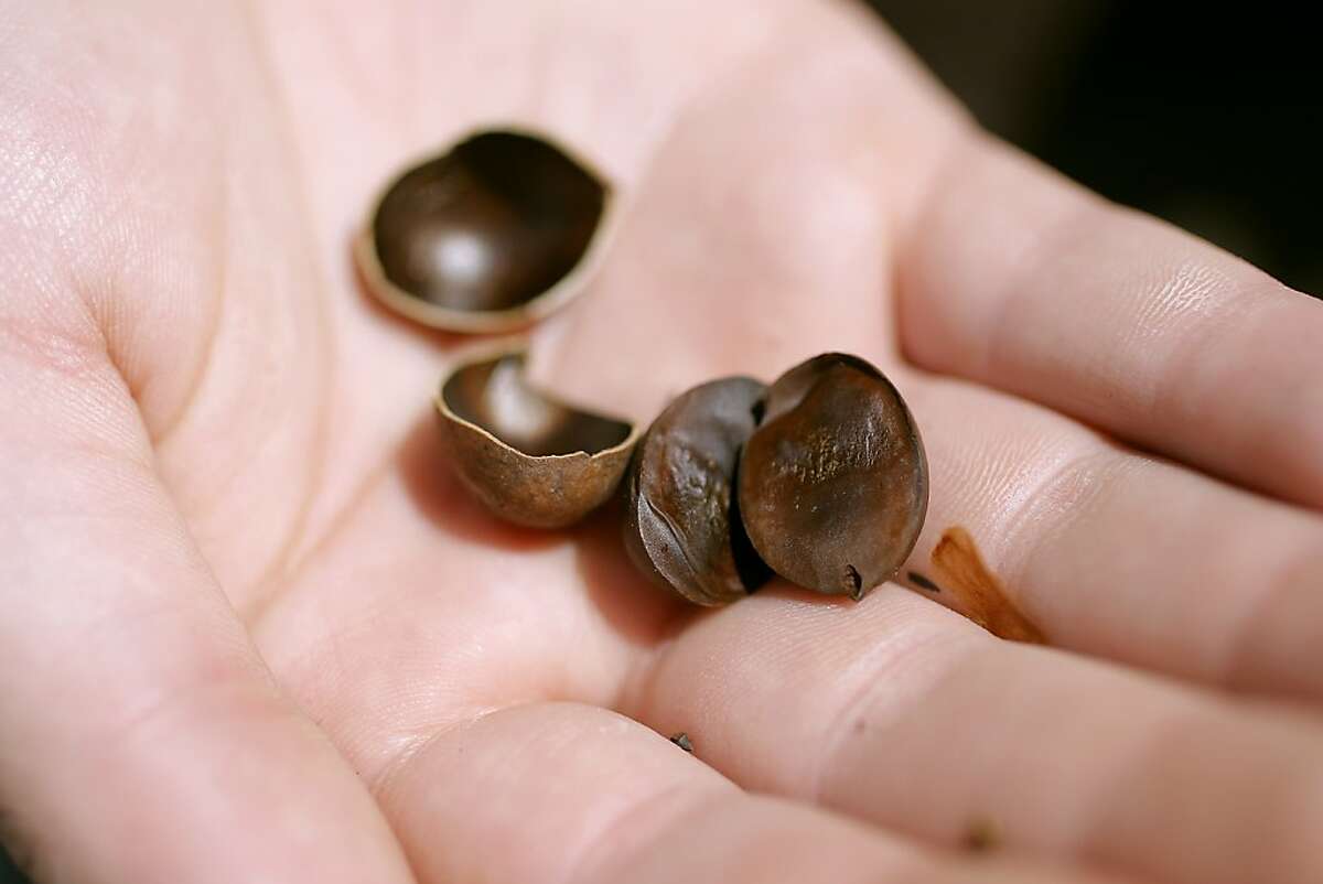 As foraging gains ground, ethical issues emerge