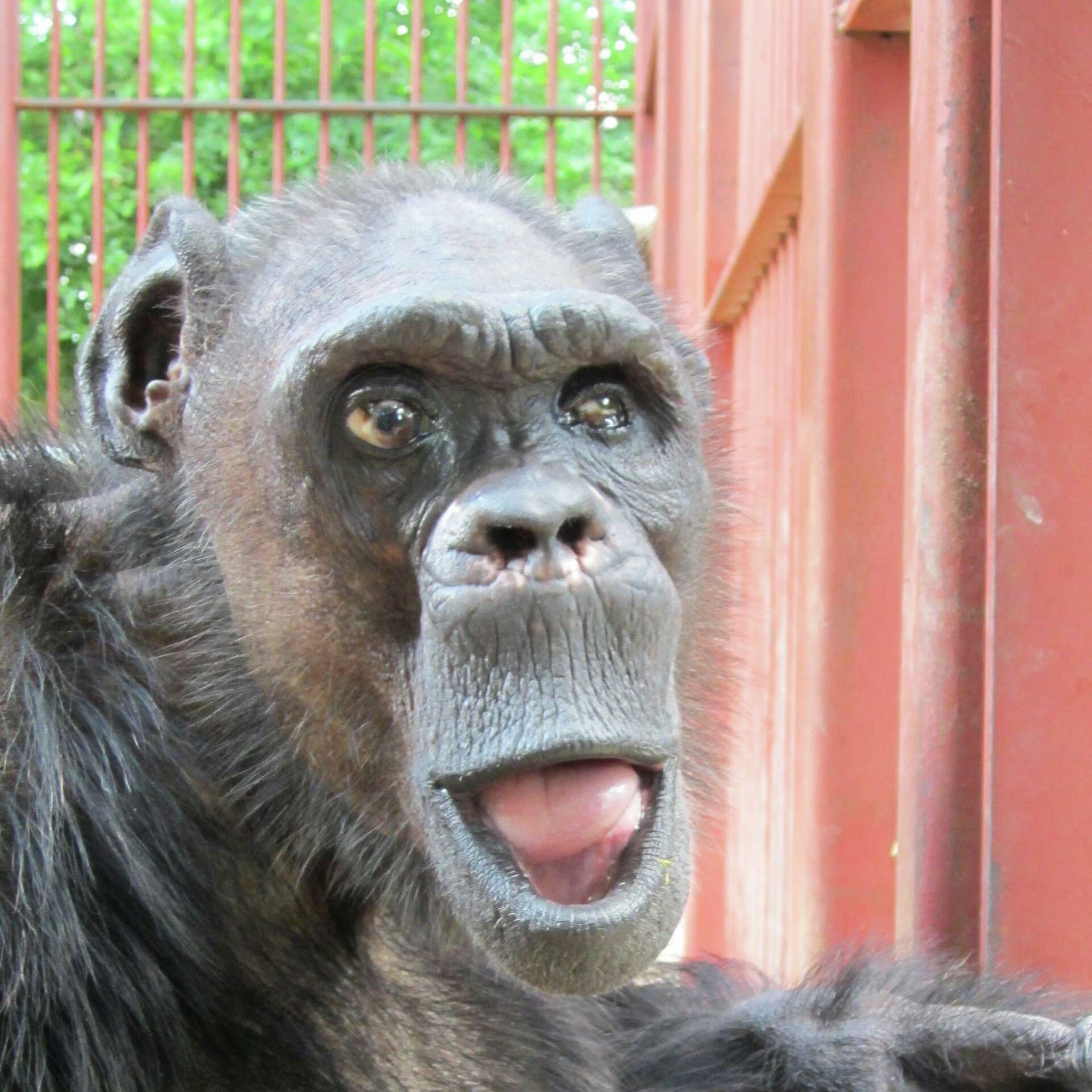 Oliver, famed chimpanzee, dies