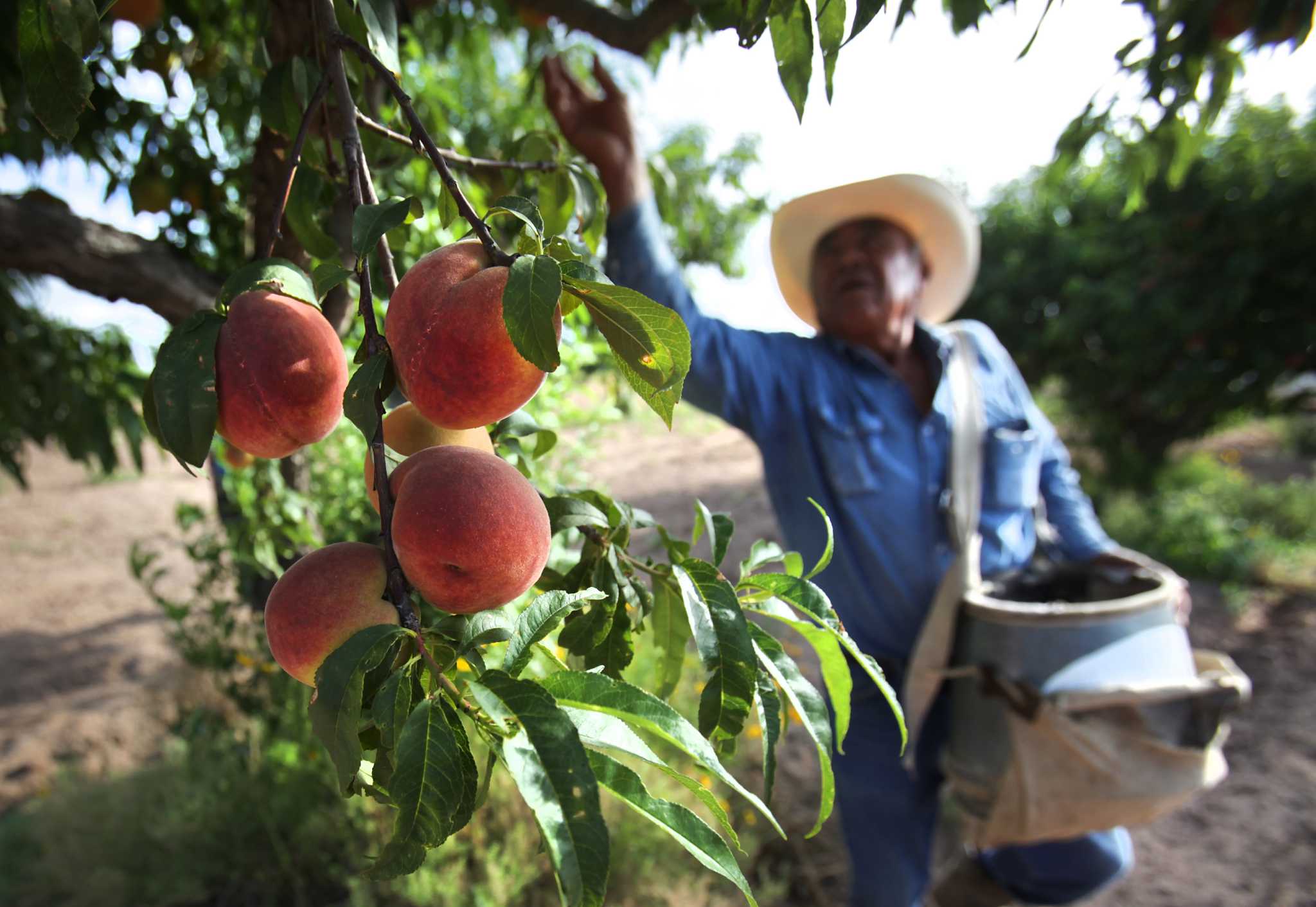 Peach season blooms early for growers