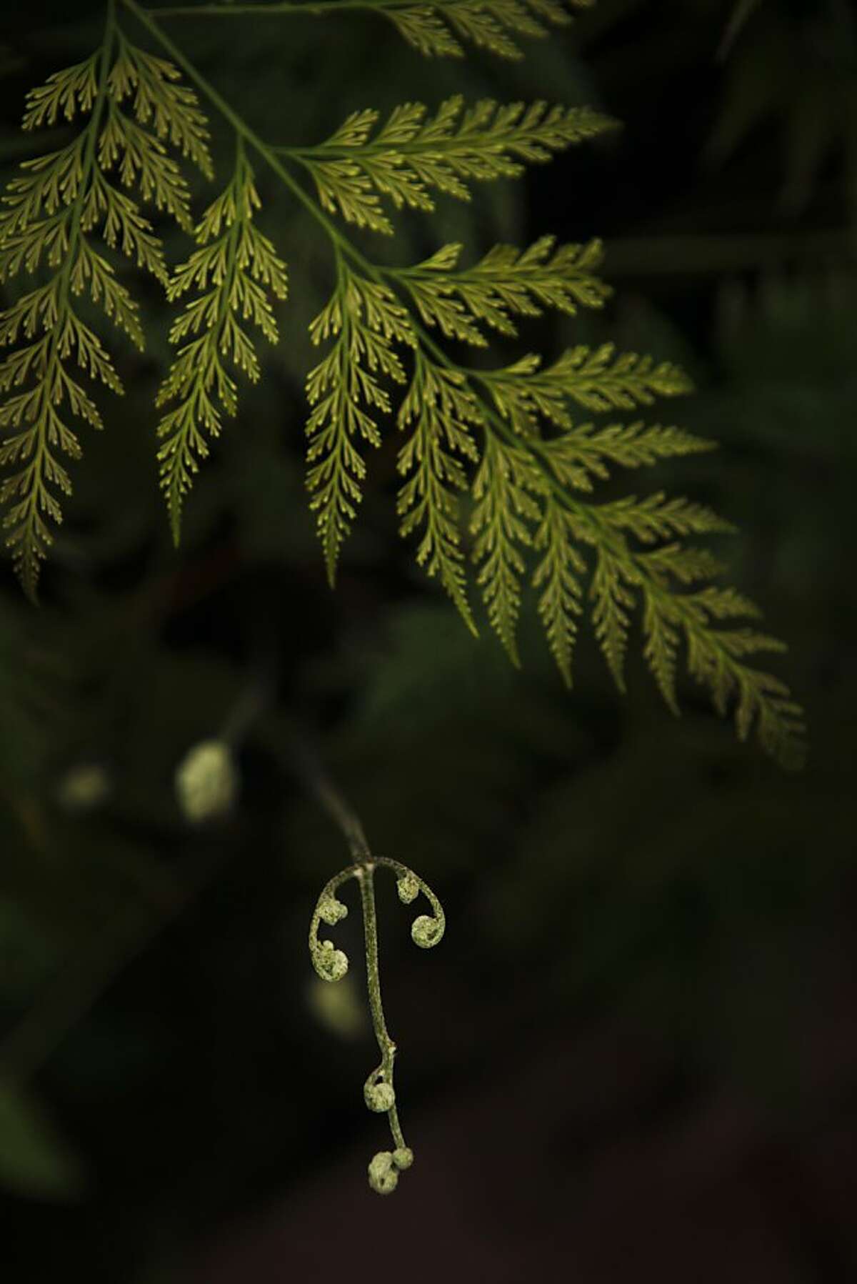 S.F. conservatory scales new territory with T. rex