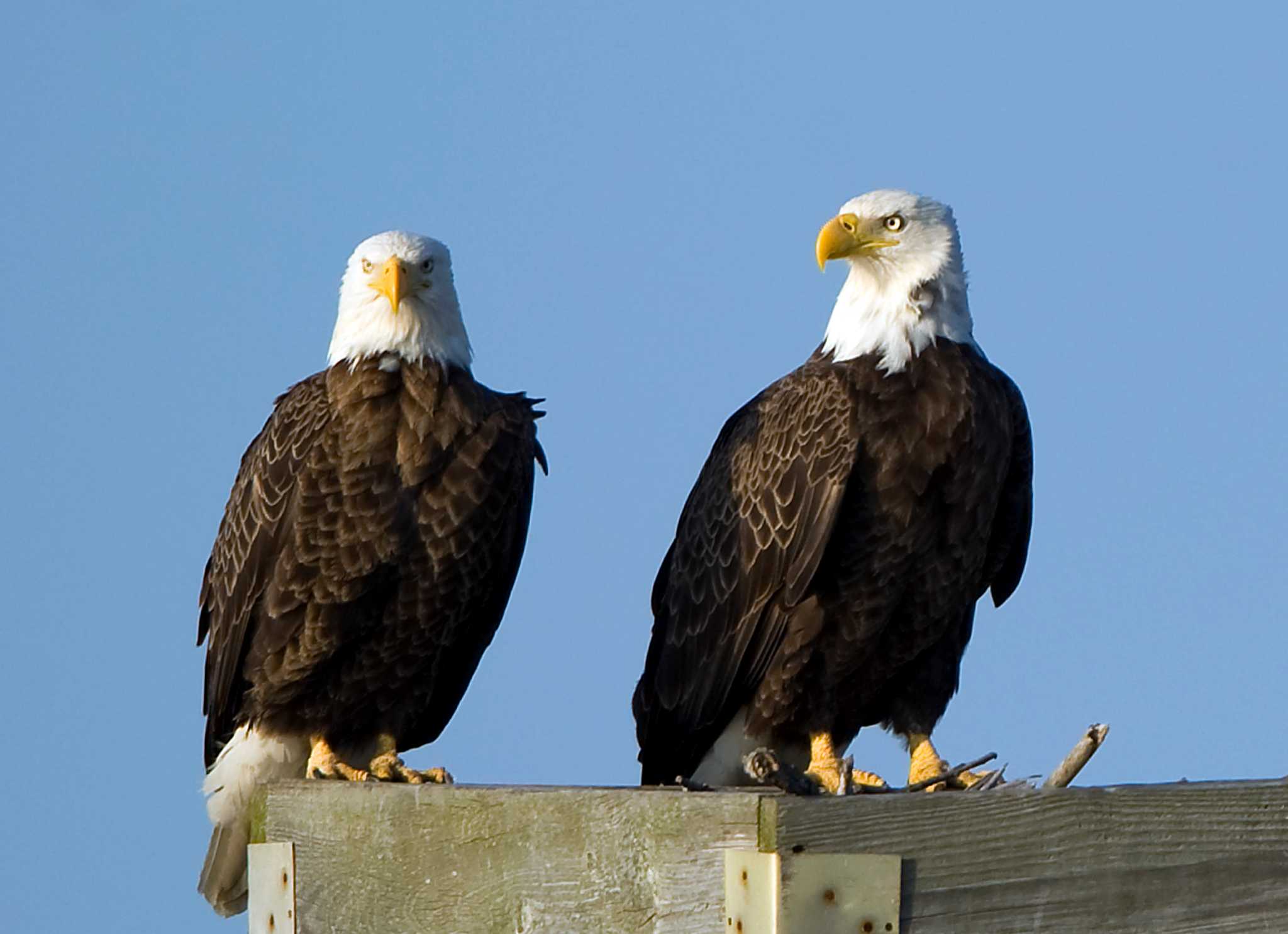 EarthTalk / 'Silent Spring' saved bird species
