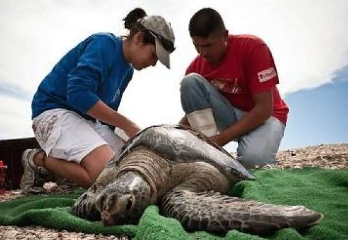 Race back from extinction a marathon for Mexico's sea turtles