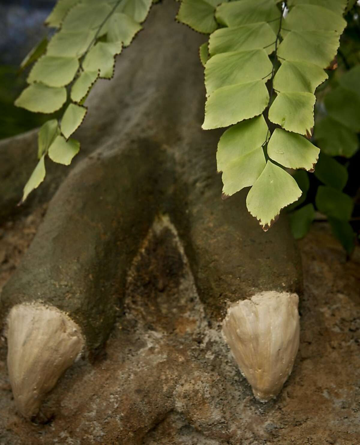 S.F. conservatory scales new territory with T. rex