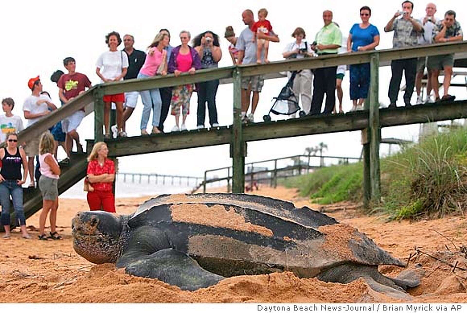Rare giant turtles roam north to Point Reyes