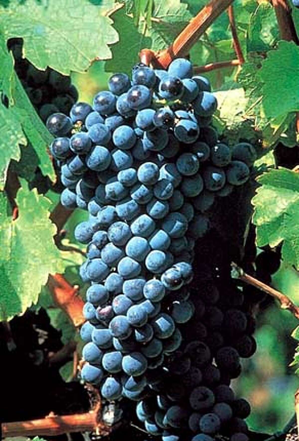 Testing Tuscan tradition / Antinori rocks the boat by taking its ...