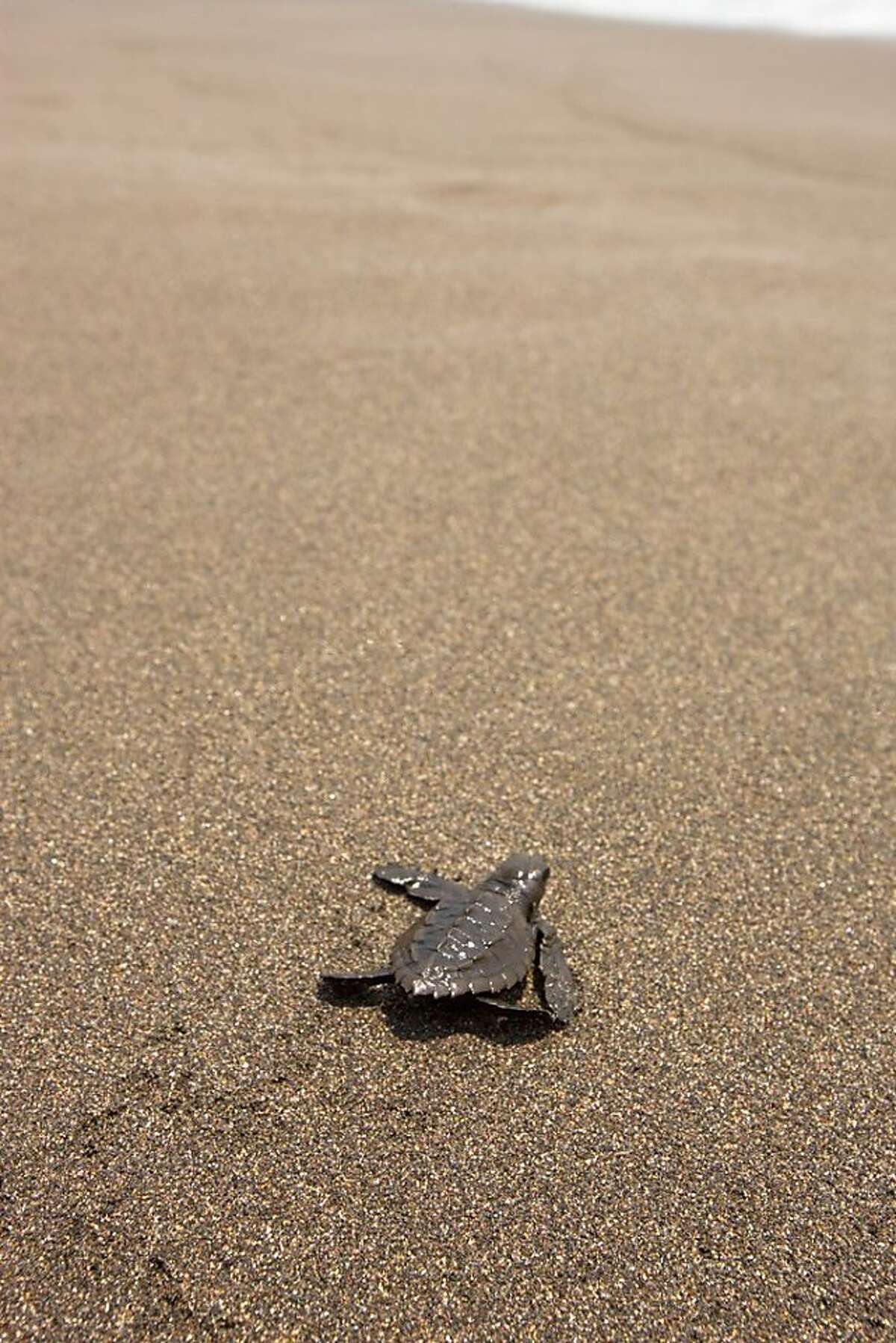 Race back from extinction a marathon for Mexico's sea turtles