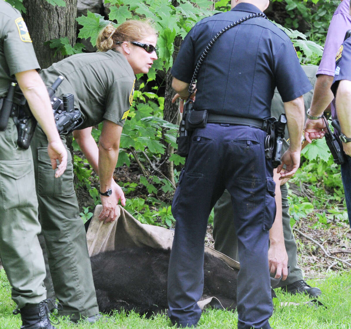 Official: Bear captured in Greenwich was from New Jersey