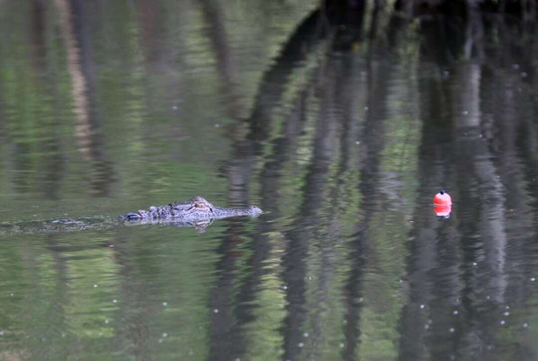 Study finds 'spectacular complexity', tool use among alligators
