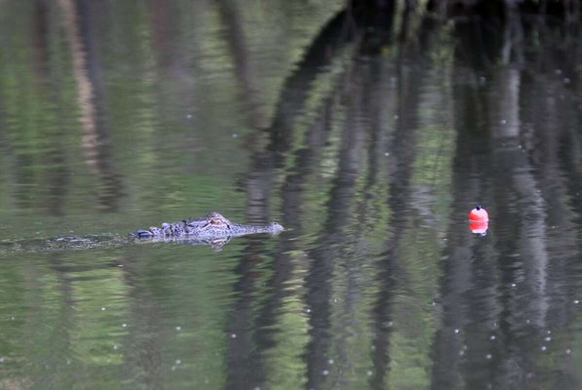Study finds 'spectacular complexity', tool use among alligators